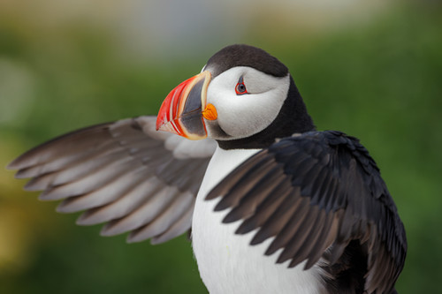 Atlantic Puffin Wing Flap #2 | Ross Knowlton
