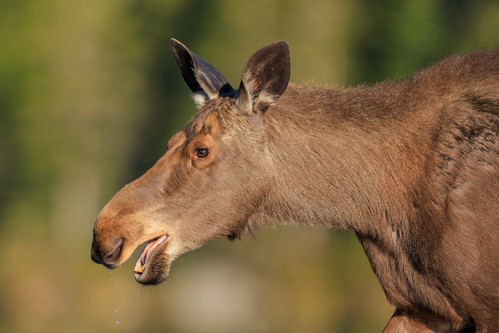 Cow Moose Teeth | Ross Knowlton