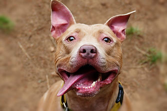 Adopt A Dog | SevaDog Family Rescue | Eugene, Oregon