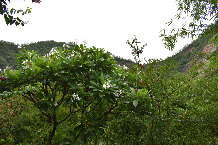 Aashraya: Himalayan Farmstay Retreat | Rishikesh | Uttarakhand