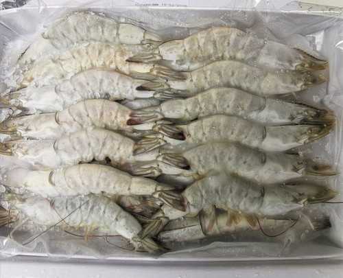 Frozen Large Prawns (26-30 pieces per 1kg) 急冻大青虾 | Leader Food Pte Ltd