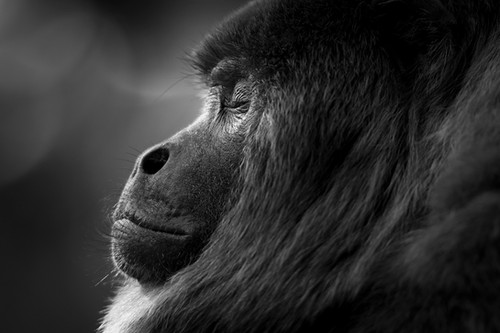 Howler Monkey, Bolivia | Kristi Odom Photo