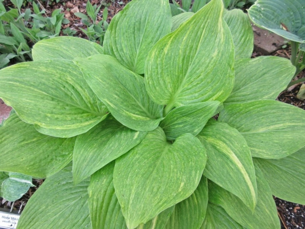 Hosta Varieties | Hillsboro Hosta & Gr