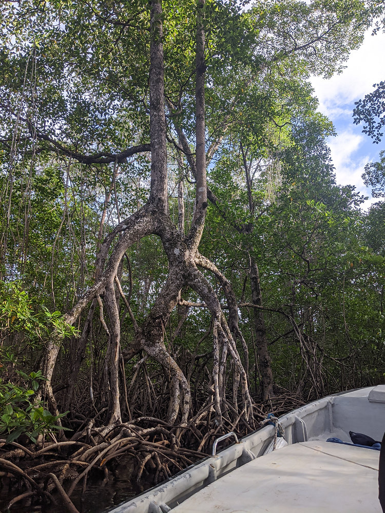 Why Mangroves Matter