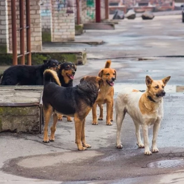 WHAT TO DO WHEN CONFRONTED OR CHASED BY A GROUP OF STRAY DOGS