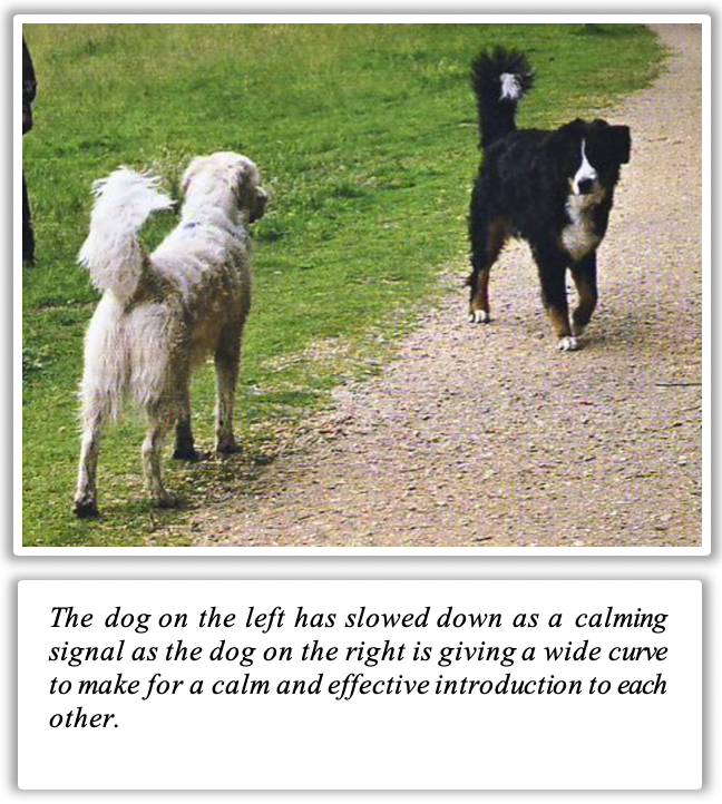 Introduction To Calming Signals