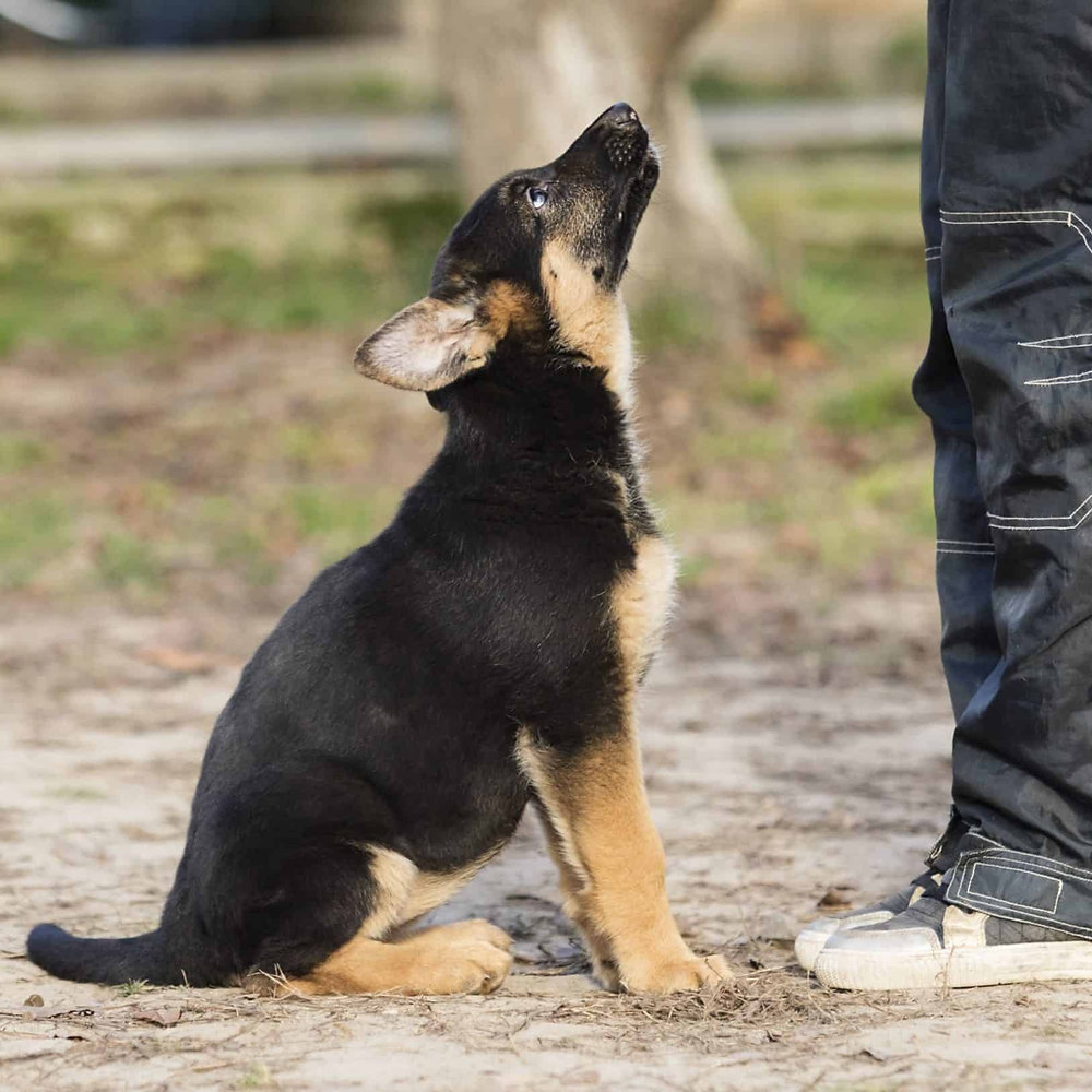 Essential Puppy Training Blueprint: Cultivating Safety & Harmony