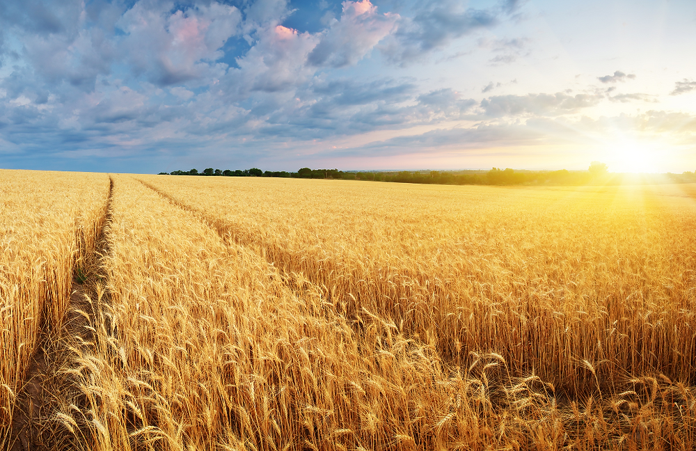 Wheat Growers Offer Cautious Support to Grain Grading Changes