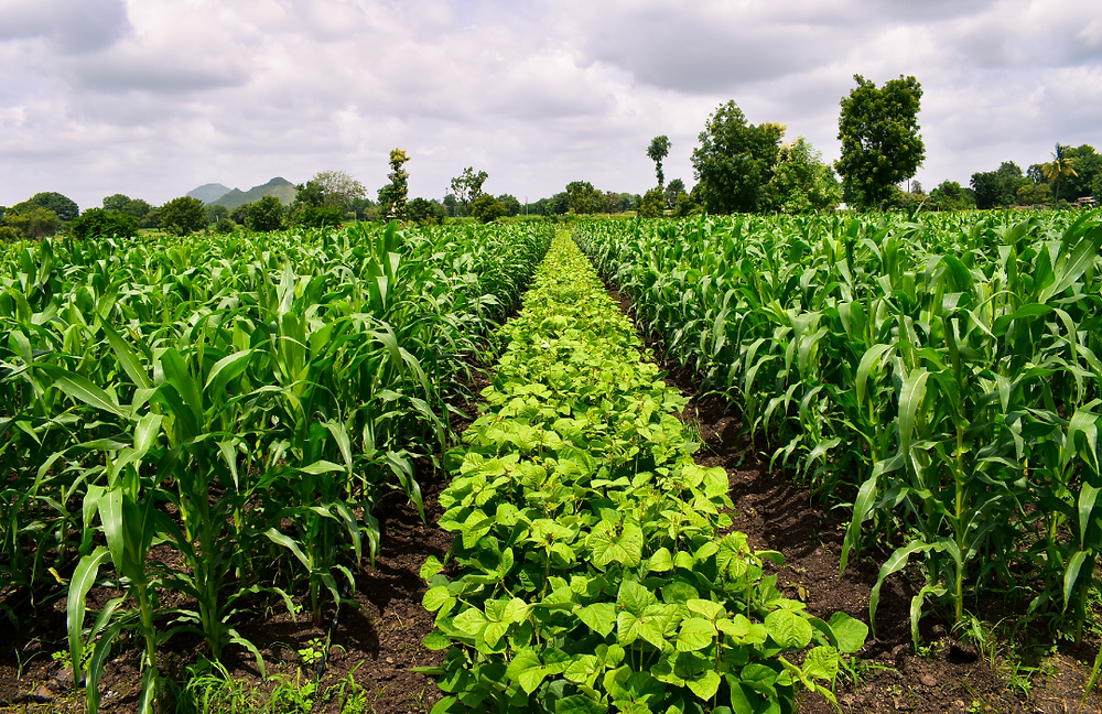 USDA introduces geospatial data product to show crop rotation patterns USDA introduces geospatial data product to show crop rotation patterns