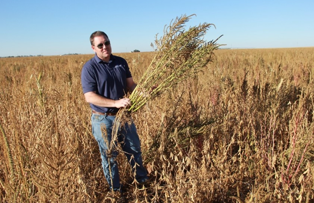 “Weed Pressure Tsunami” Set to CompoundWeed Problems in Years to Come