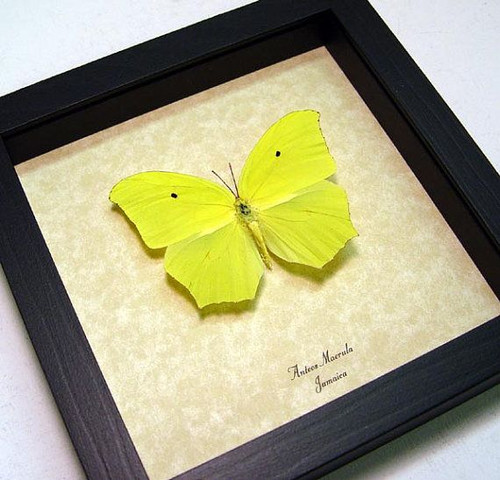 Mariposa disecada Pieridae Amarilla | beautyfly