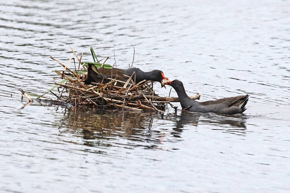 Professor's comment on the survival of waterbirds.