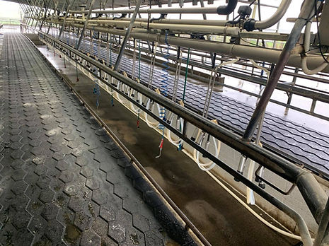 Best Equine & Dairy Rubber Matting | SureGrip Mats | New Zealand