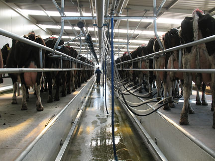 Westland Dairy Sheds | Rotary & Herringbone Dairy Shed Experts | West Coast