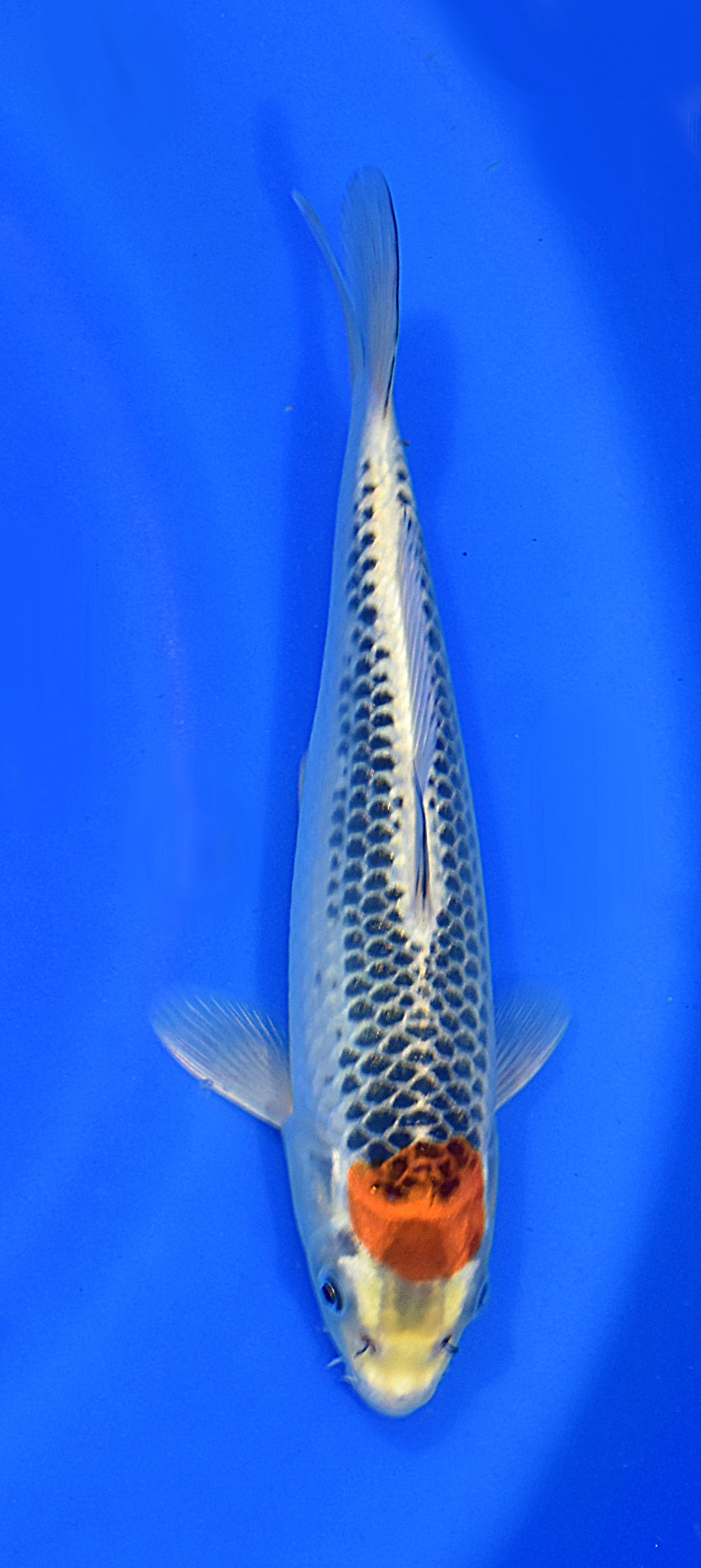 Standard Fin Koi for Sale | Chevy's Quality Koi