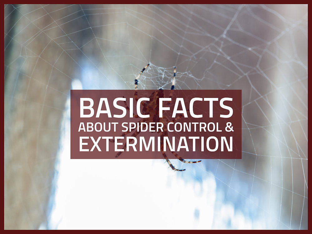Basic Facts About Spider Control & Extermination