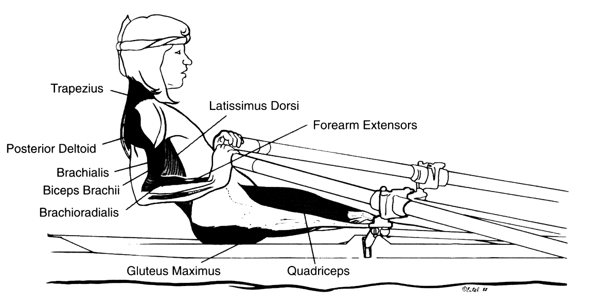 What Muscles Does the Rowing Machine Work?