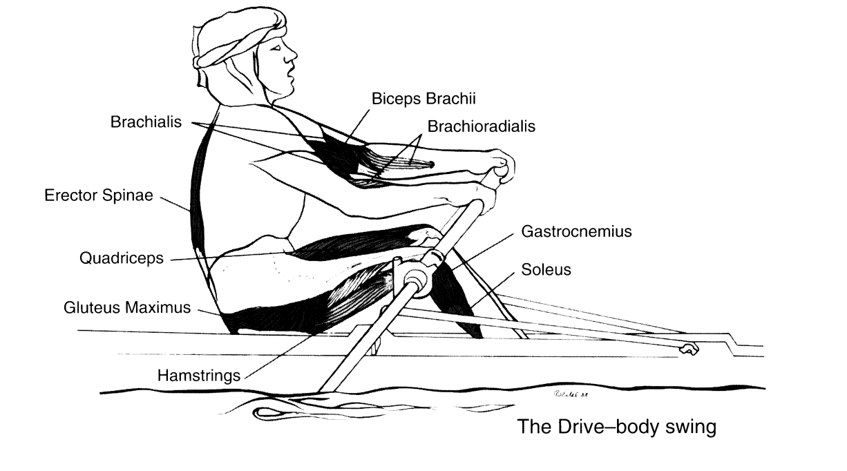 What Muscles Does the Rowing Machine Work?