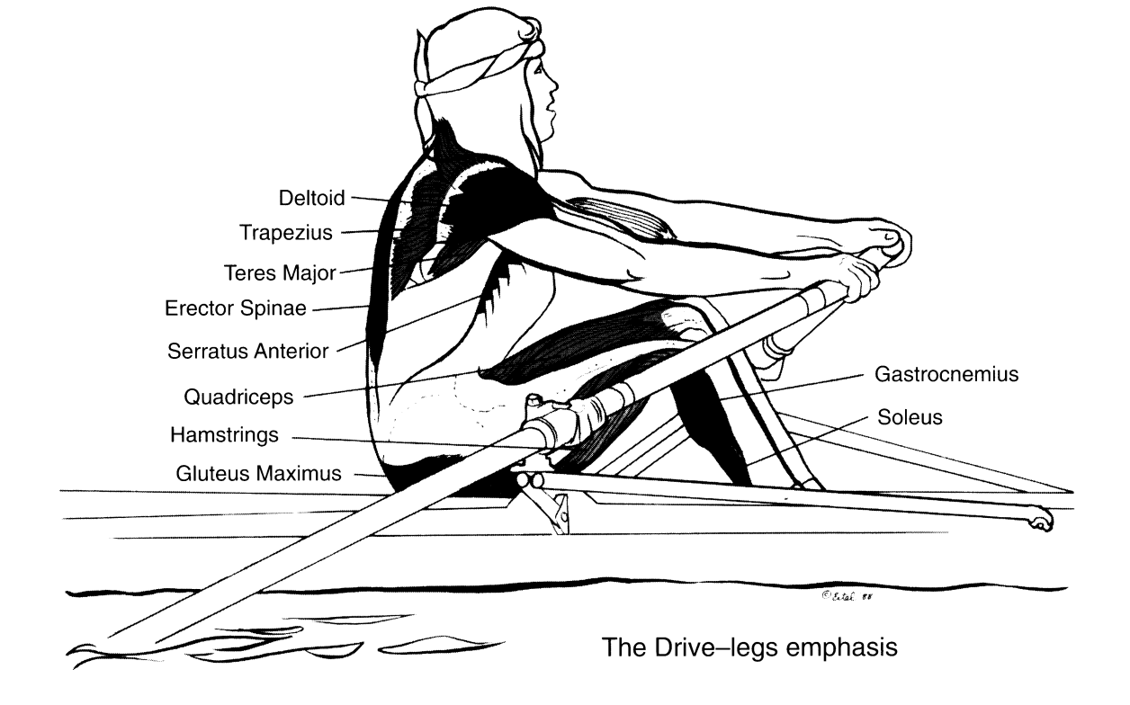 What Muscles Does the Rowing Machine Work?