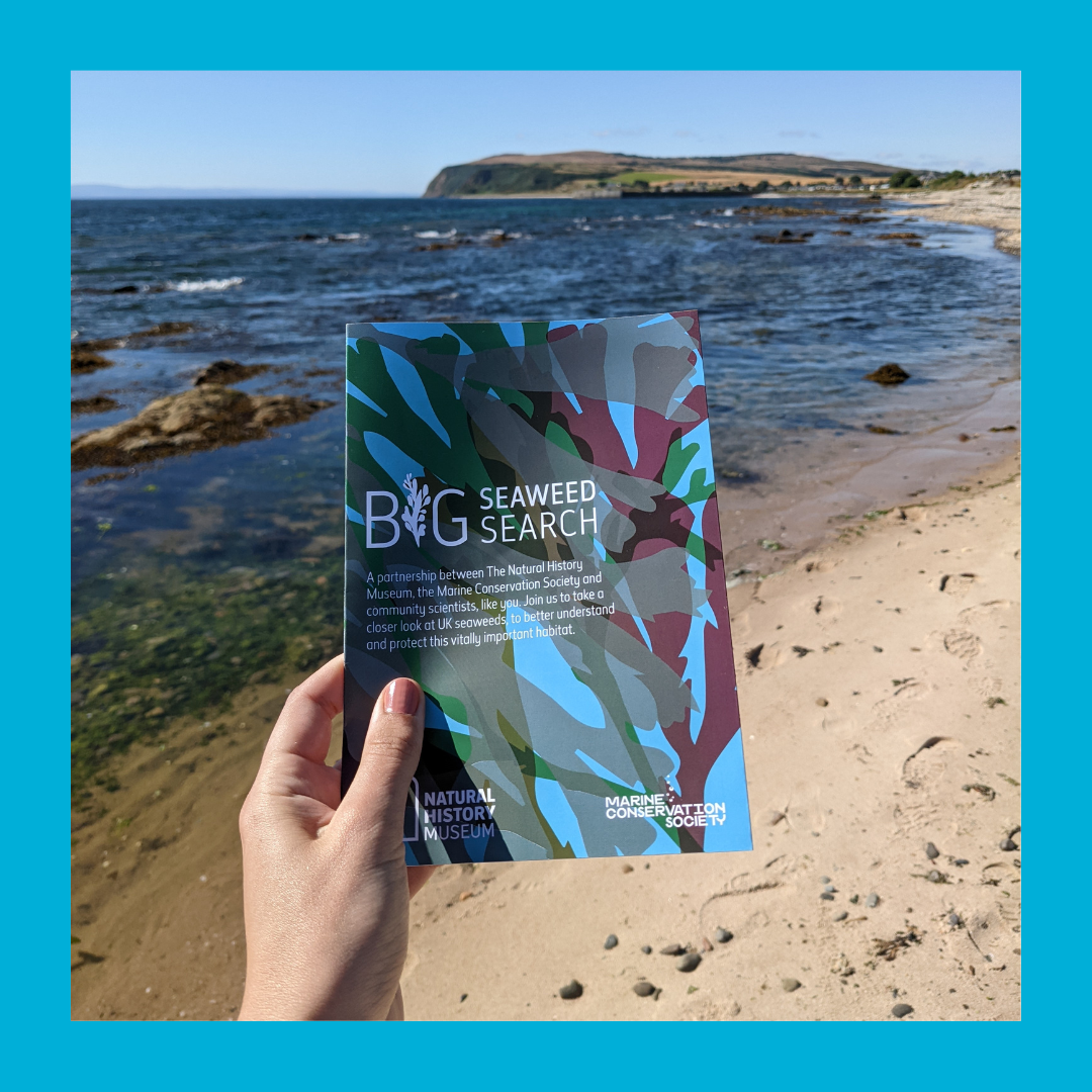 Big Seaweed Search - STEM Ambassador training | SAIS