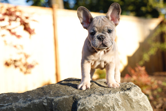 French Bulldog breeder | Oregon's Finest Frenchies | United States