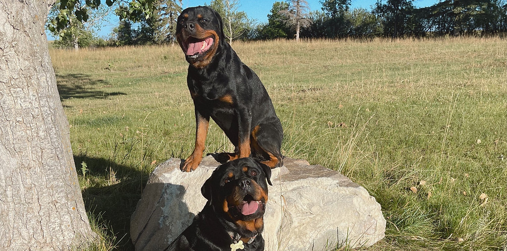 Available Puppies | Half Diamond Ranch