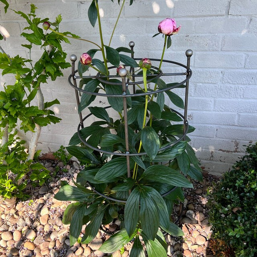 "Heavy Duty Grow Through Plant Supports - Handmade by Shrubbs Plant ...