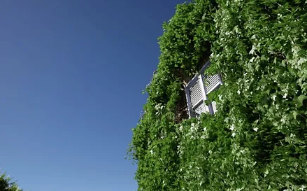 Procedural Ivy & Vine Generator Plug-in - Auto Grow Plants - UNREAL ...