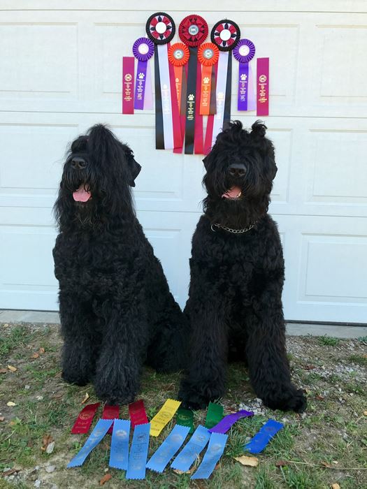 Black Russian Terrier Puppies . Zastava BRT Kennel in USA.JORDAN