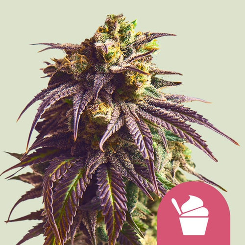 Sundae Driver (FEM) | Phx Seeds