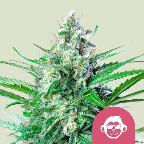 Grape Ape (FEM) | Phx Seeds