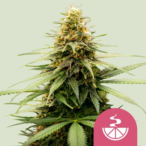 Lemon Skunk (FEM) | Phx Seeds