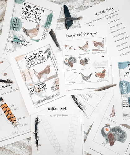 Bird Study, Nature study, Charlotte Mason, Homeschool, Printable ...