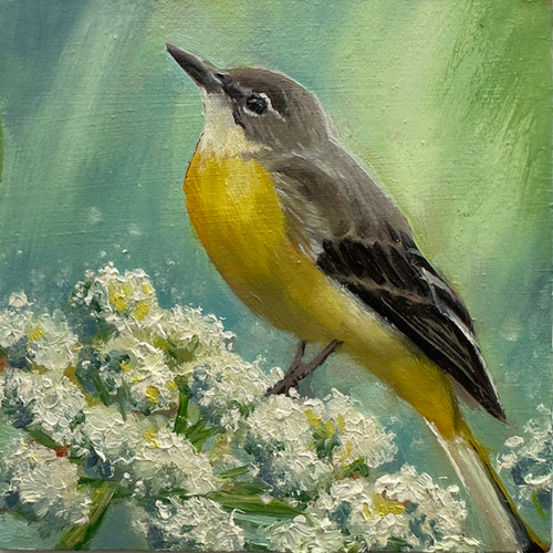 Grey Wagtail and Cow Parsley - Day 9 of 30 British Garden Birds ...
