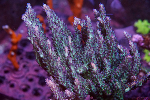 Reef Raft Vinh | Reef Foundry