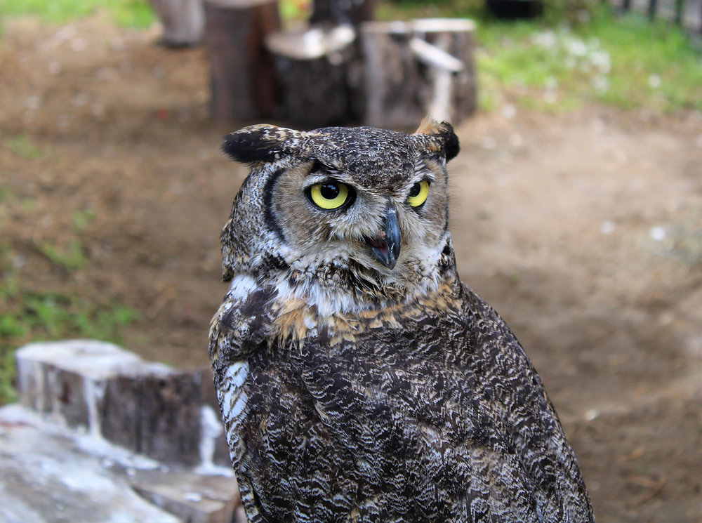 Psalm 8 - Unlikely Vessels