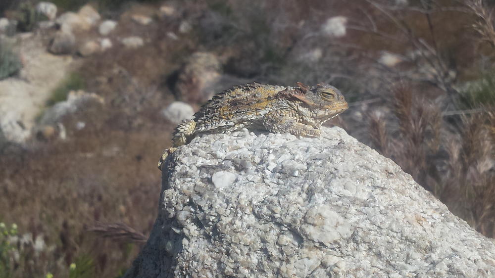 Horned Lizard | Gillian Larson