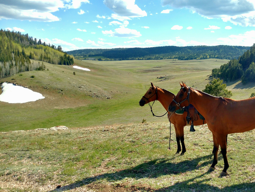 Condor country | Gillian Larson