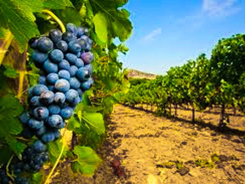 Ruta de la Uva Tradicional, Cascas (Full Day) | Cumorah Travel