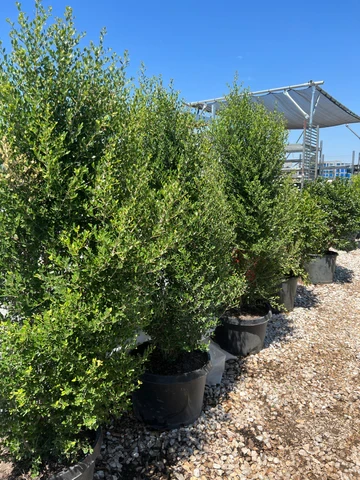 Arrow Point® Holly | Waxhaw Plant Store