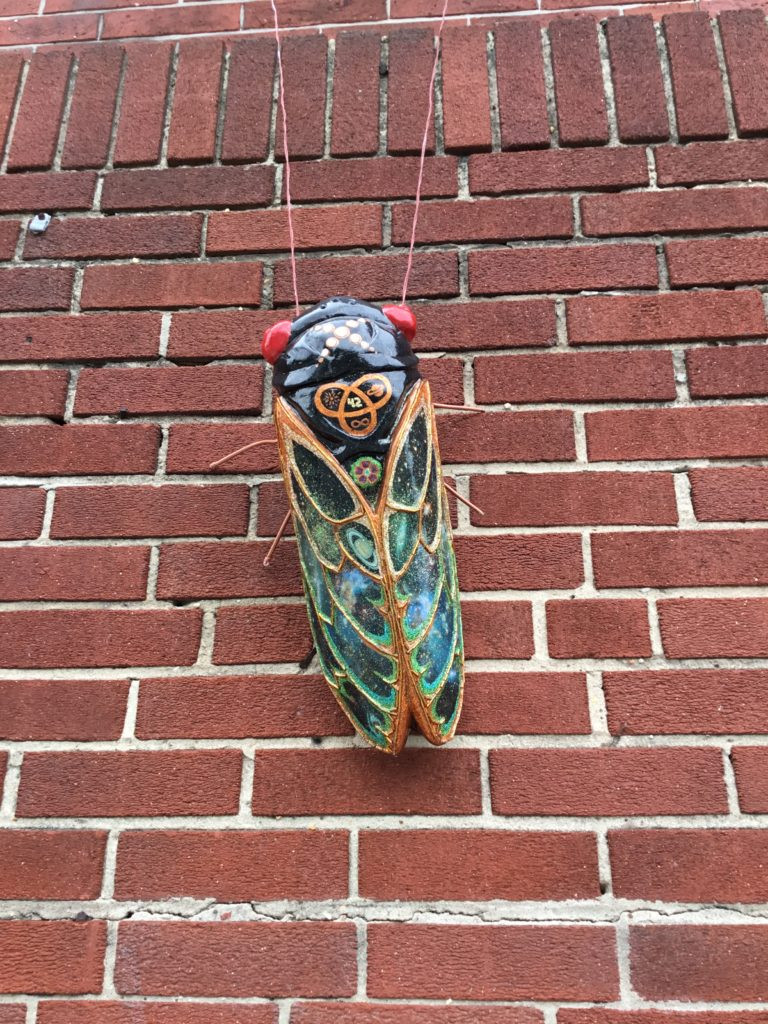 Cicada Parade-a Information | The Insect Asylum