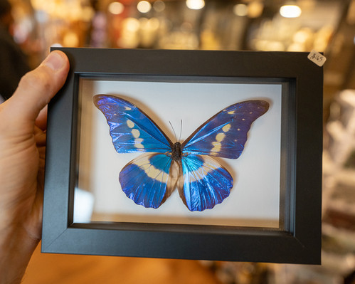 Helena Morpho | Bazaar