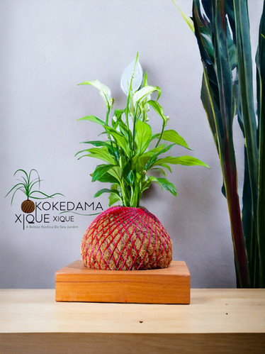 Mini Lírio Da Paz | Kokedama Xique Xique