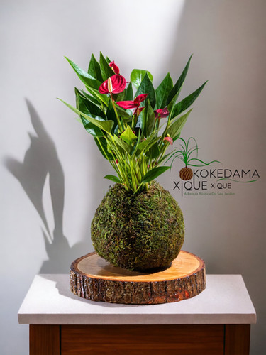 Micro Antúrio Musgo | Kokedama Xique Xique