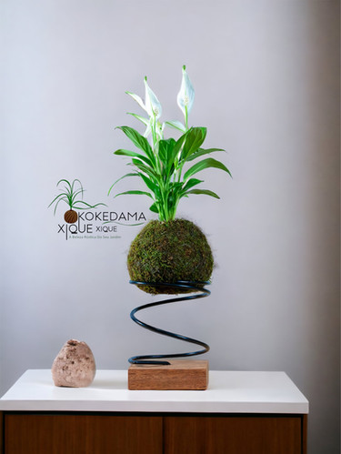 Mini Lírio Da Paz Musgo | Kokedama Xique Xique