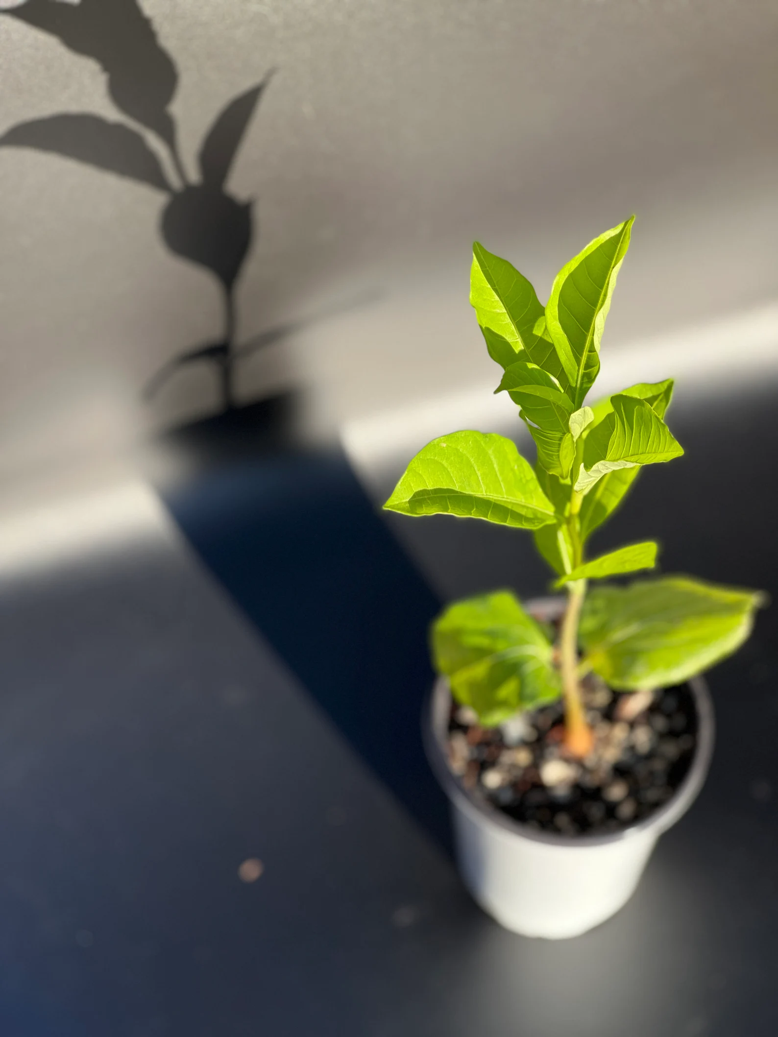 African Baobab - Adansonia Digitata - Live Seedling | California Baobabs