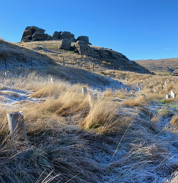 Our Timeline | Tiaki Maniototo