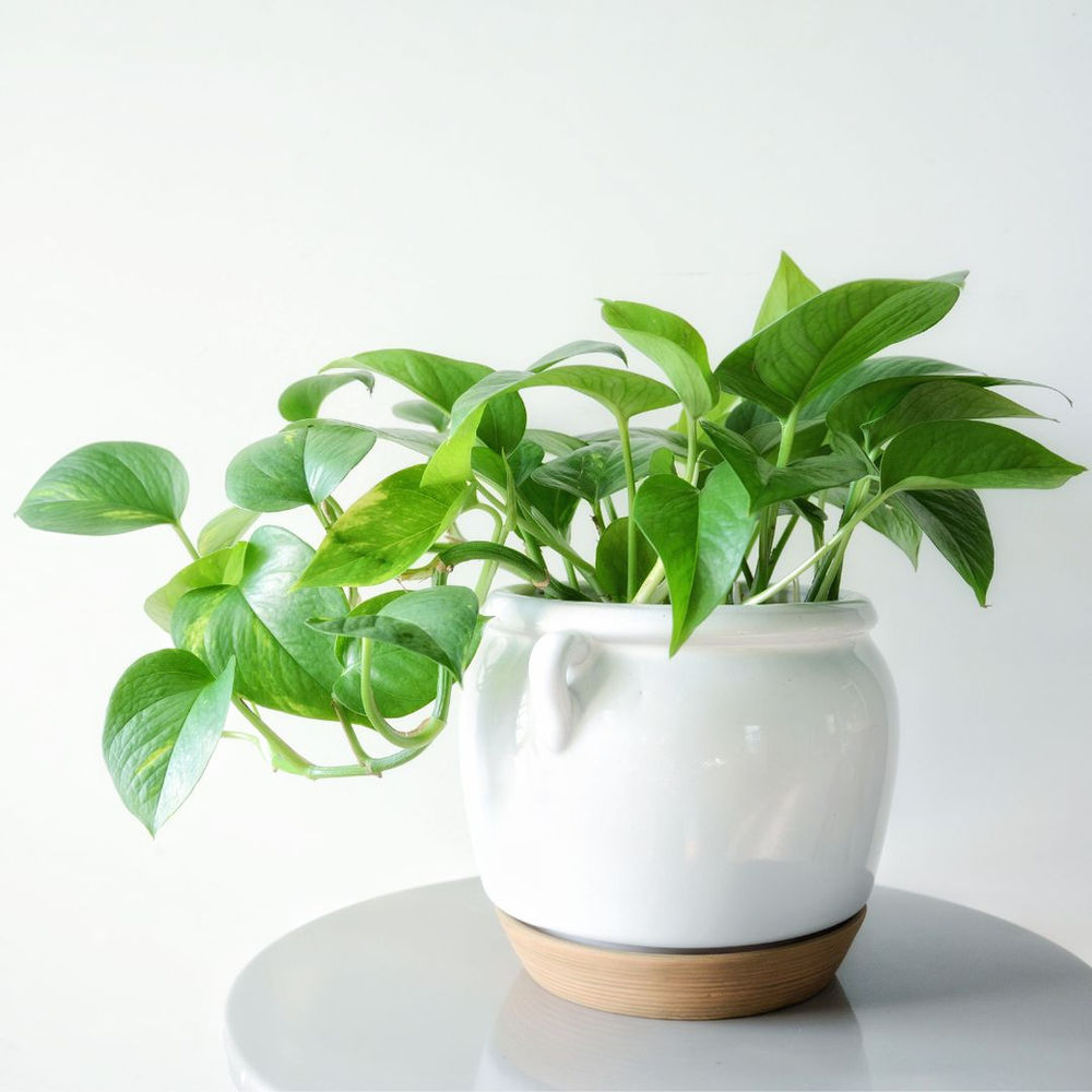 How to Care for Pothos Plant? A Comprehensive 101 Guide for Pothos