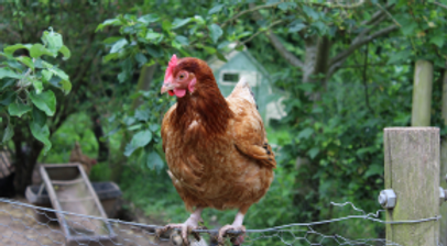 Head to Oaktrack for an Open Farm on 9 June