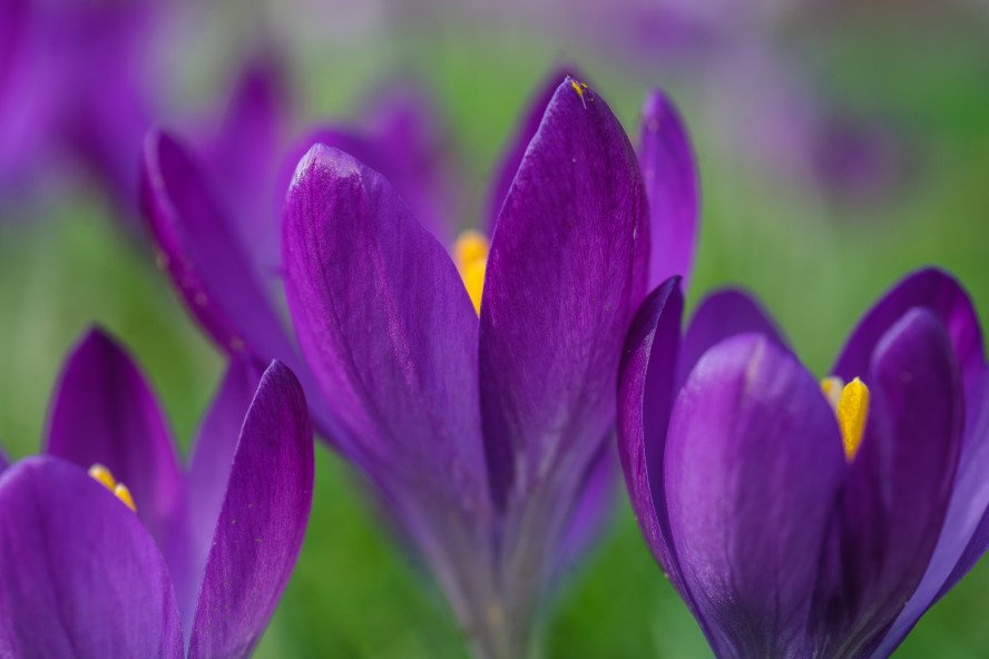 250,000 crocus at Hilliers Gardens | Visit Test Valley
